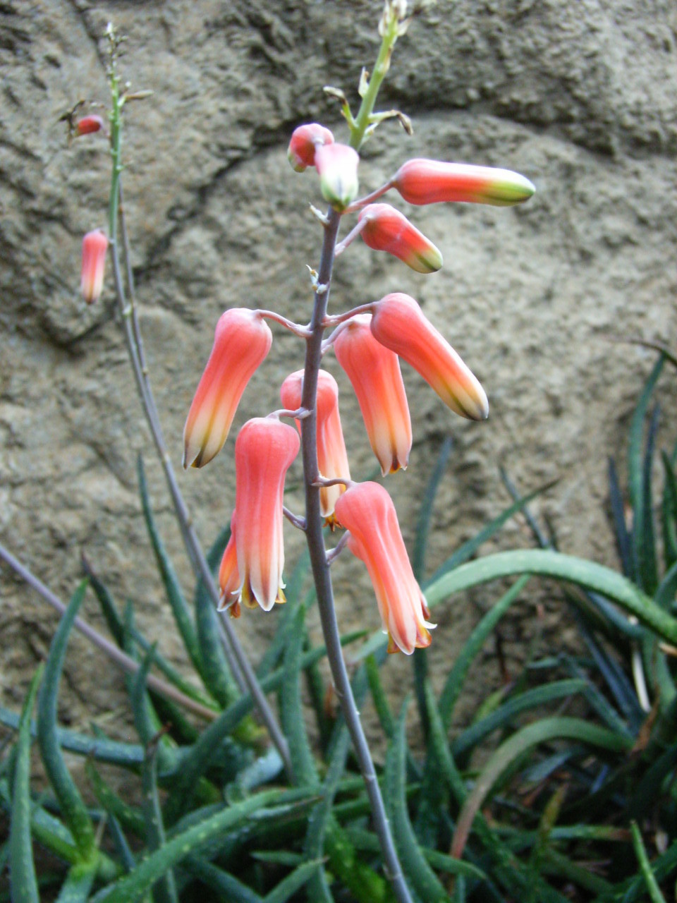 アロエ・ジャクソニイ (青霞城): 怠け者の散歩道2