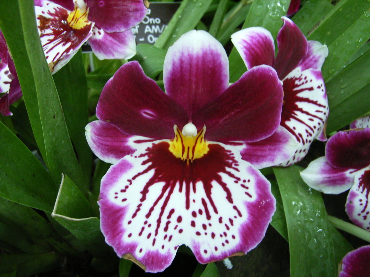 合衆国植物園：様々なミルトニオプシス（パンジーオーキッド）: 怠け者の散歩道2