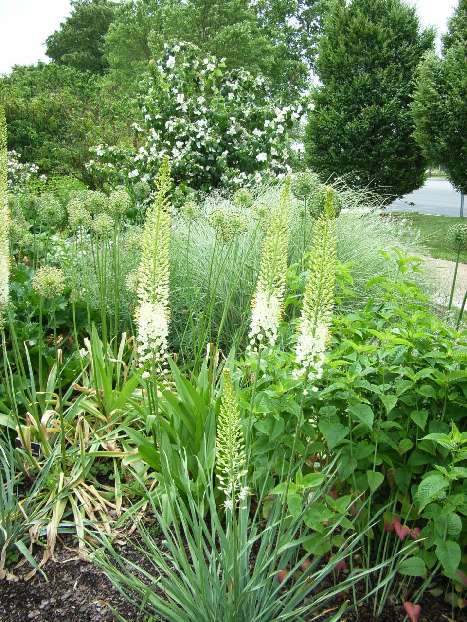 フォックステイルリリー‘ホワイトビューティ’: 怠け者の散歩道2