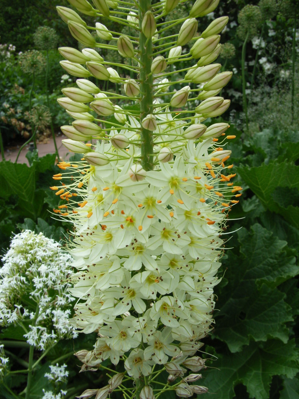 フォックステイルリリー‘ホワイトビューティ’: 怠け者の散歩道2