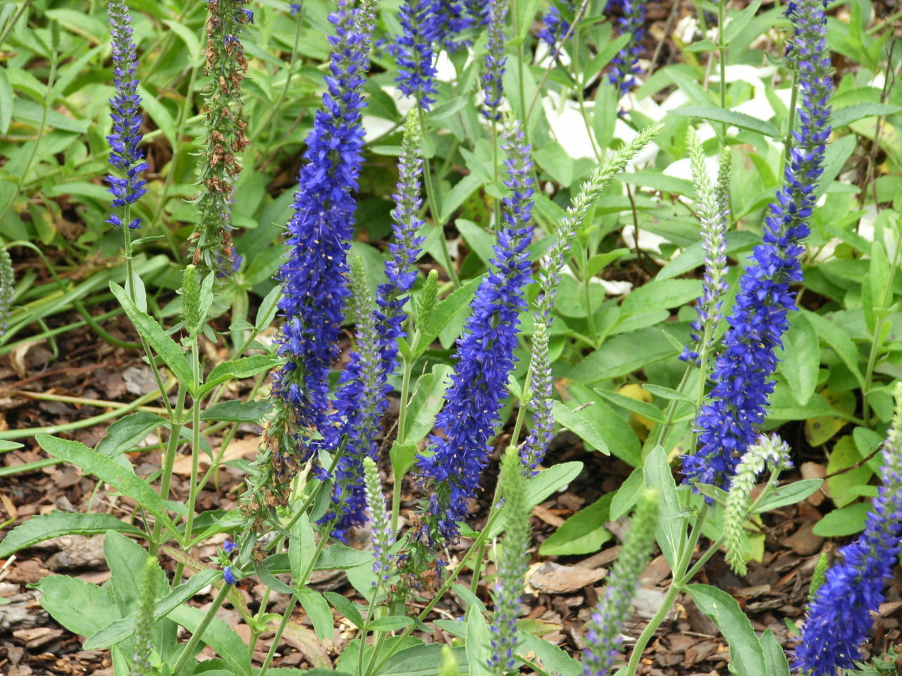 ベロニカ‘グッドネス・グロウズ’: 怠け者の散歩道2