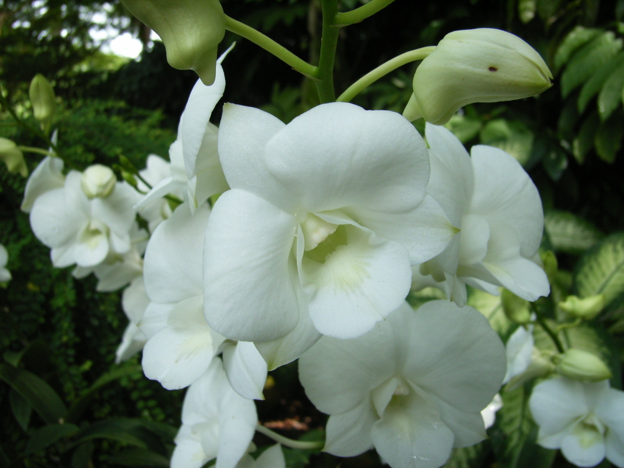 デンドロビウム・マサココウタイシヒデンカ: 怠け者の散歩道2