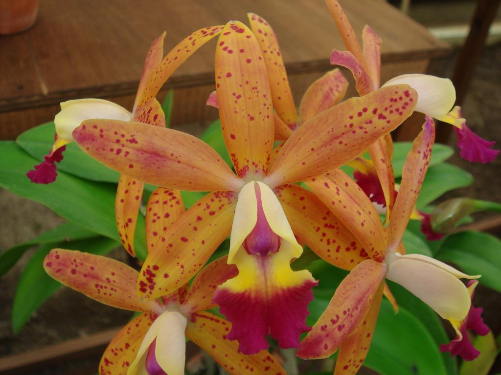 スパリゾートハワイアンズのらん展：レリオカトレア・トロピカルポインター: 怠け者の散歩道2