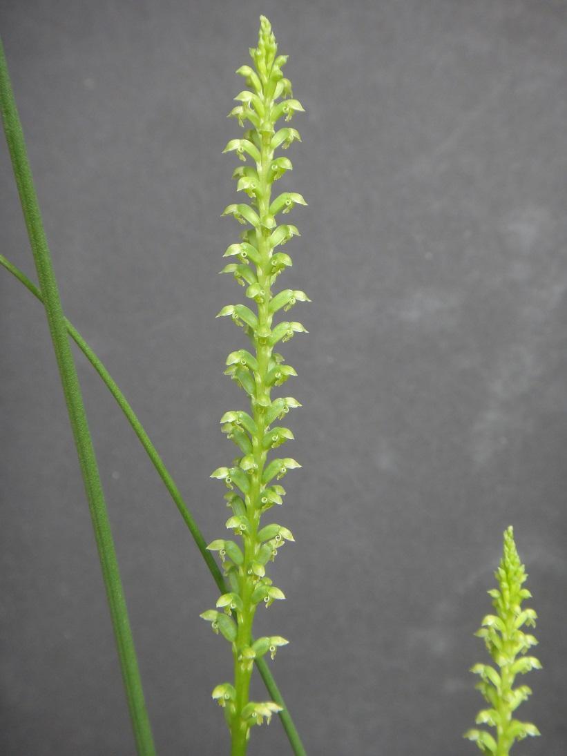 自宅のラン：ニラバラン（Microtis unifolia）の花: 怠け者の散歩道2
