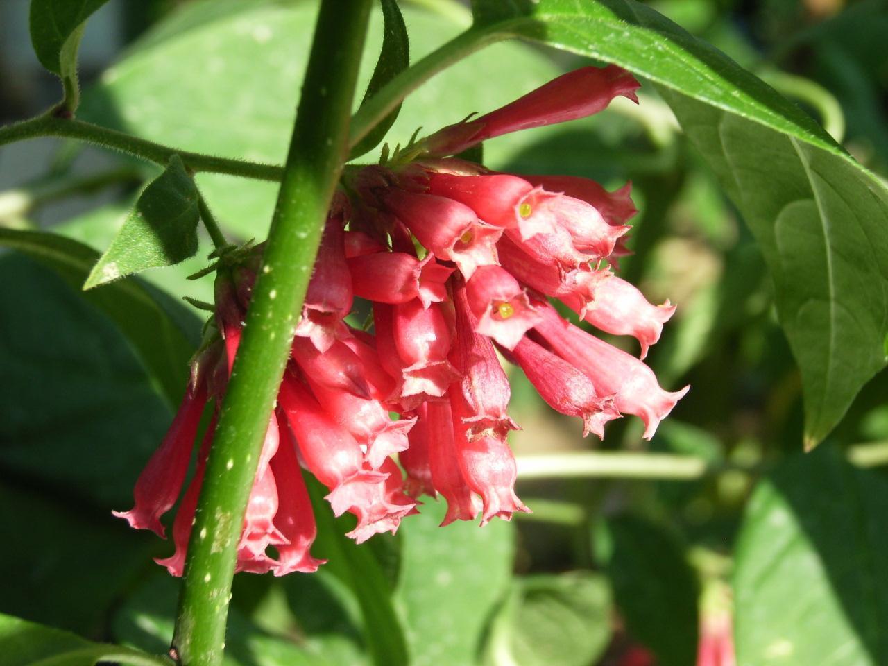 ベニチョウジ（ケストルム・エレガンス）の花: 怠け者の散歩道2