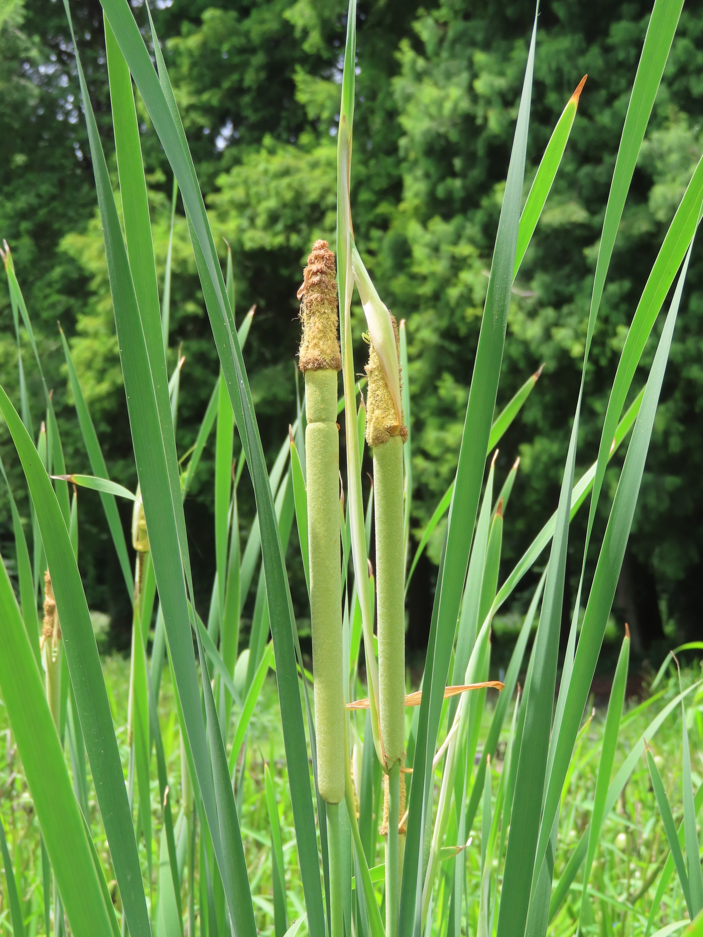 2023年7月22日に栃木県井頭公園で見た花や鳥など（その2）: 怠け者の散歩道2