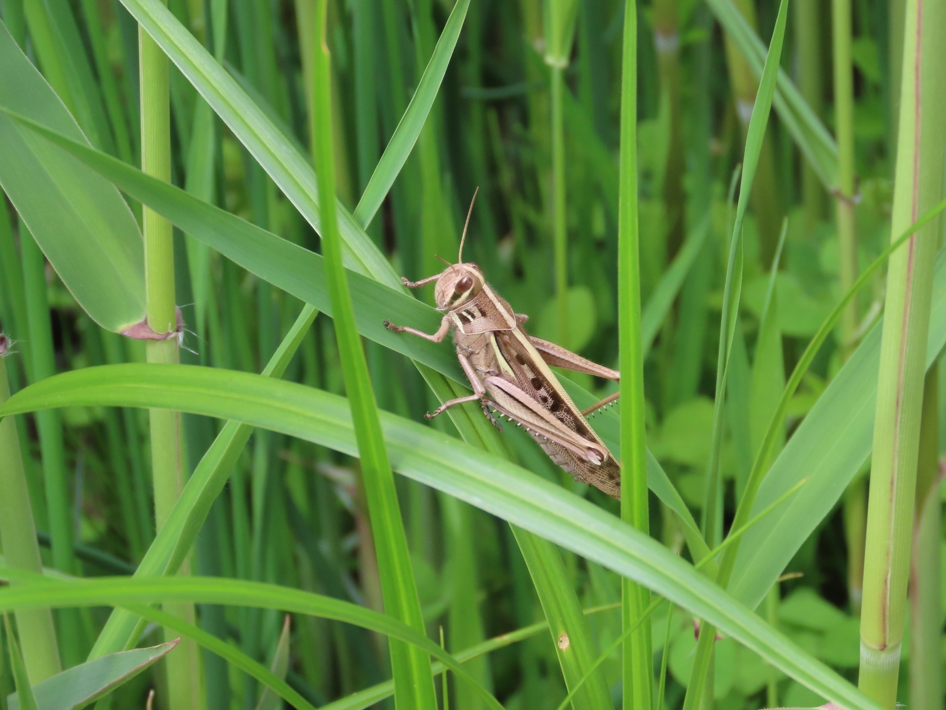 2025年5月4日に北本自然観察公園で見た虫や鳥など: 怠け者の散歩道2