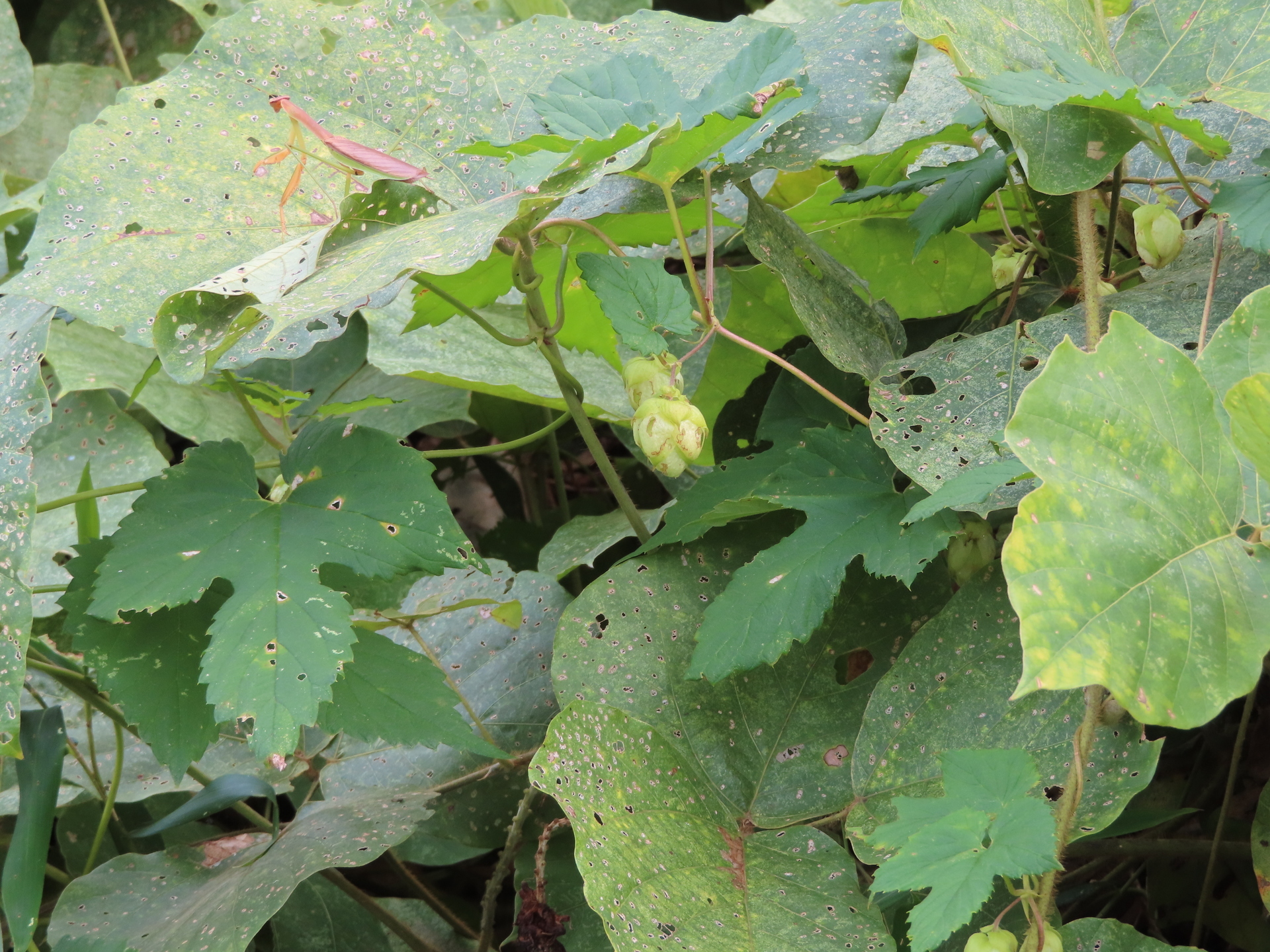 カラハナソウとカナムグラ: 怠け者の散歩道2