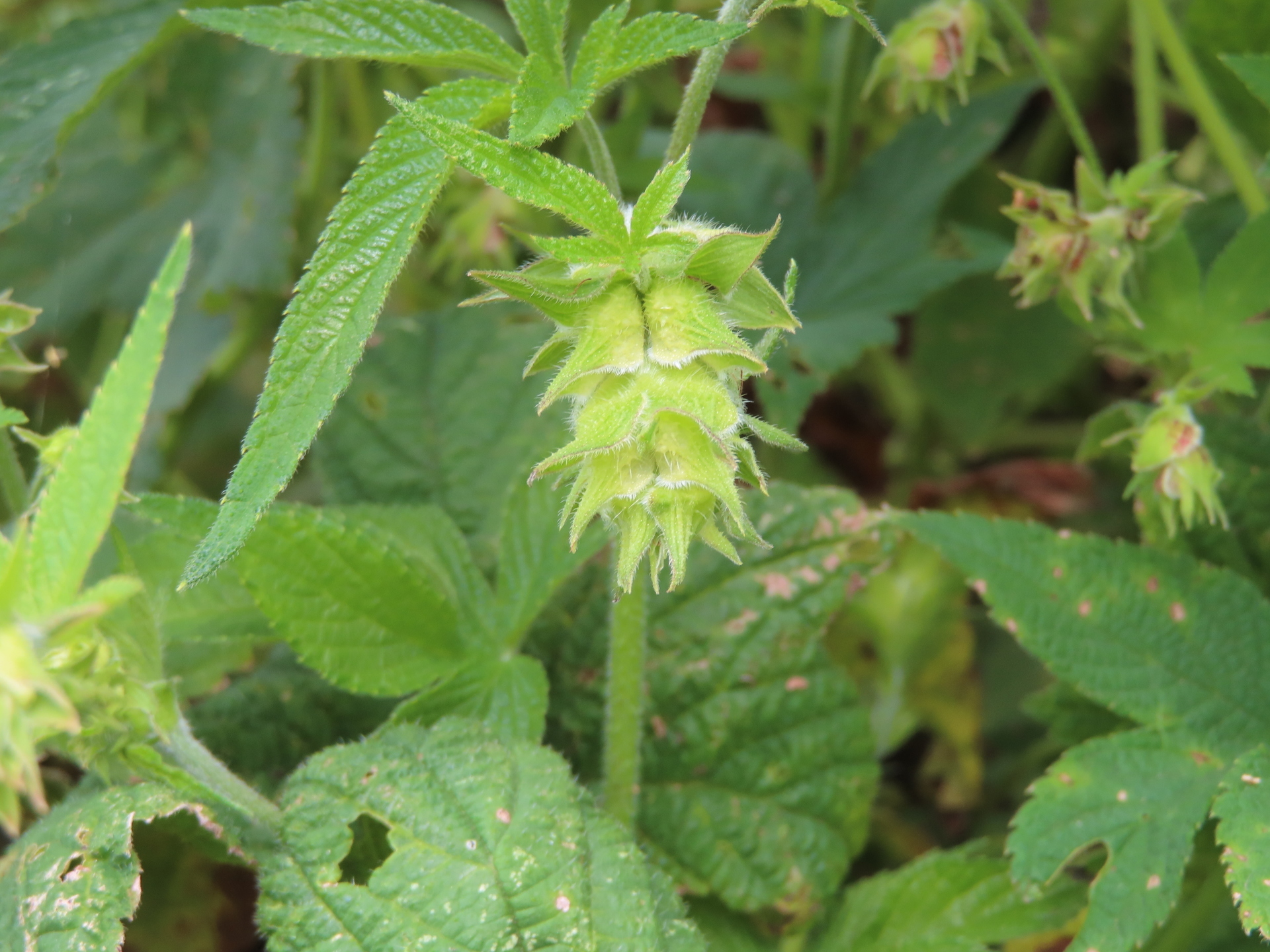 カラハナソウとカナムグラ: 怠け者の散歩道2