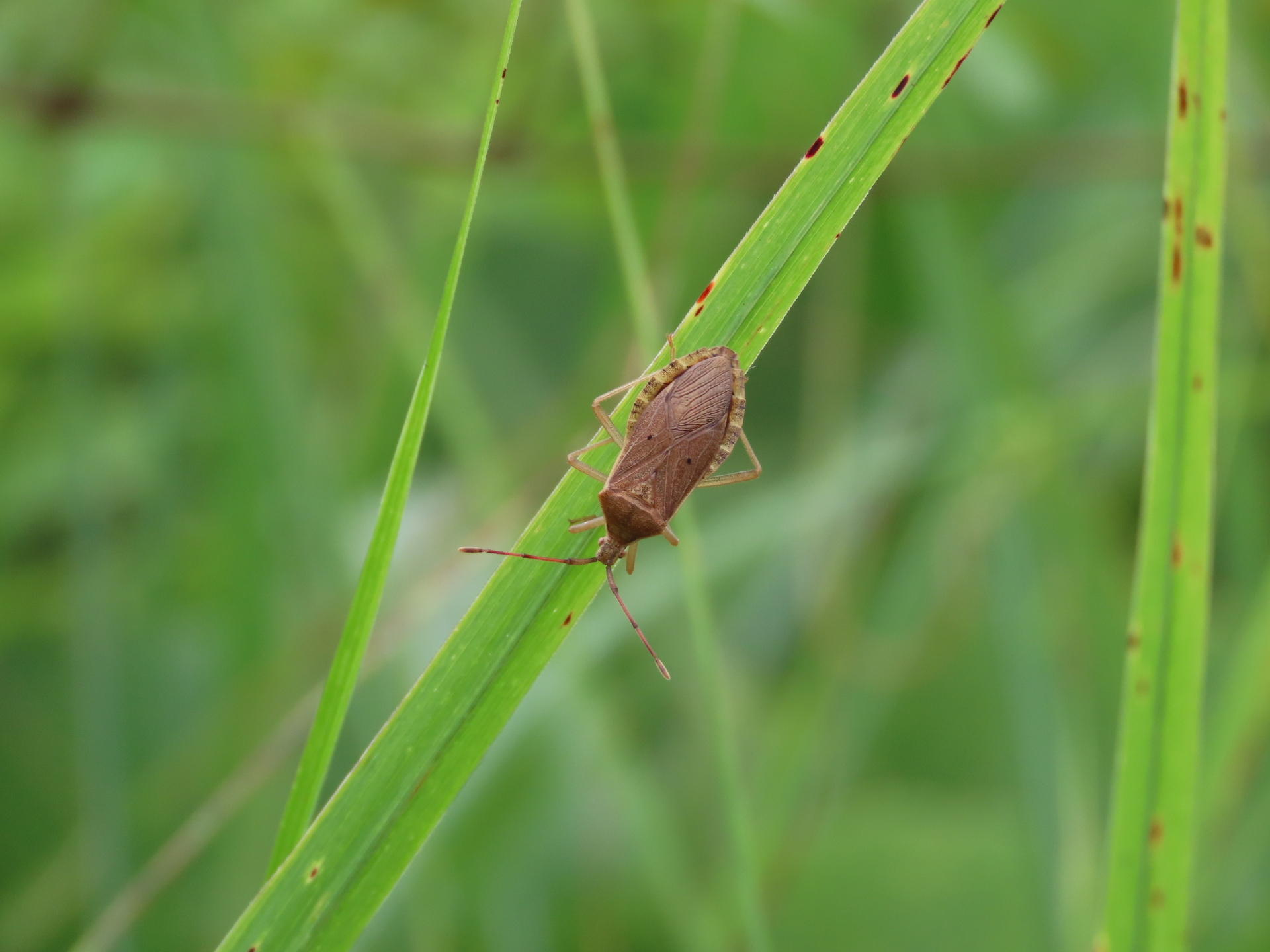 2025年7月7日に高崎自然の森とその周辺で見た虫や花など: 怠け者の散歩道2