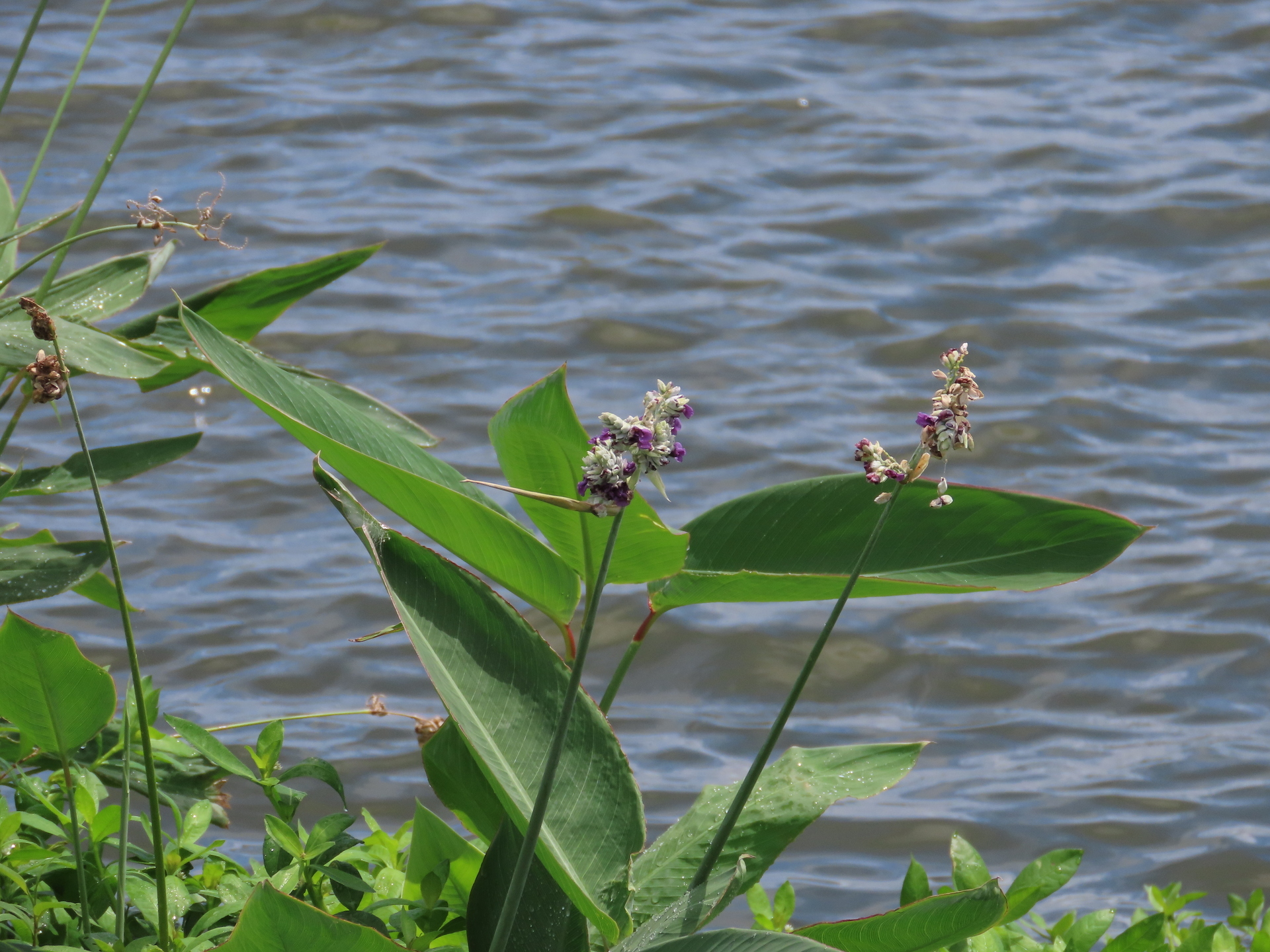 香取市扇島：水郷佐原あやめパークで見た花など（その2）: 怠け者の散歩道2