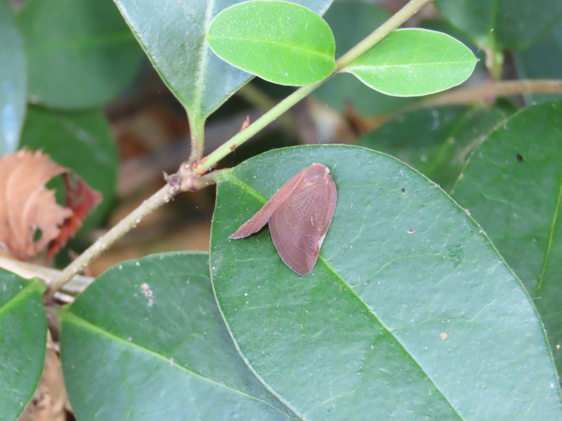チュウゴクアミガサハゴロモ再び: 怠け者の散歩道2