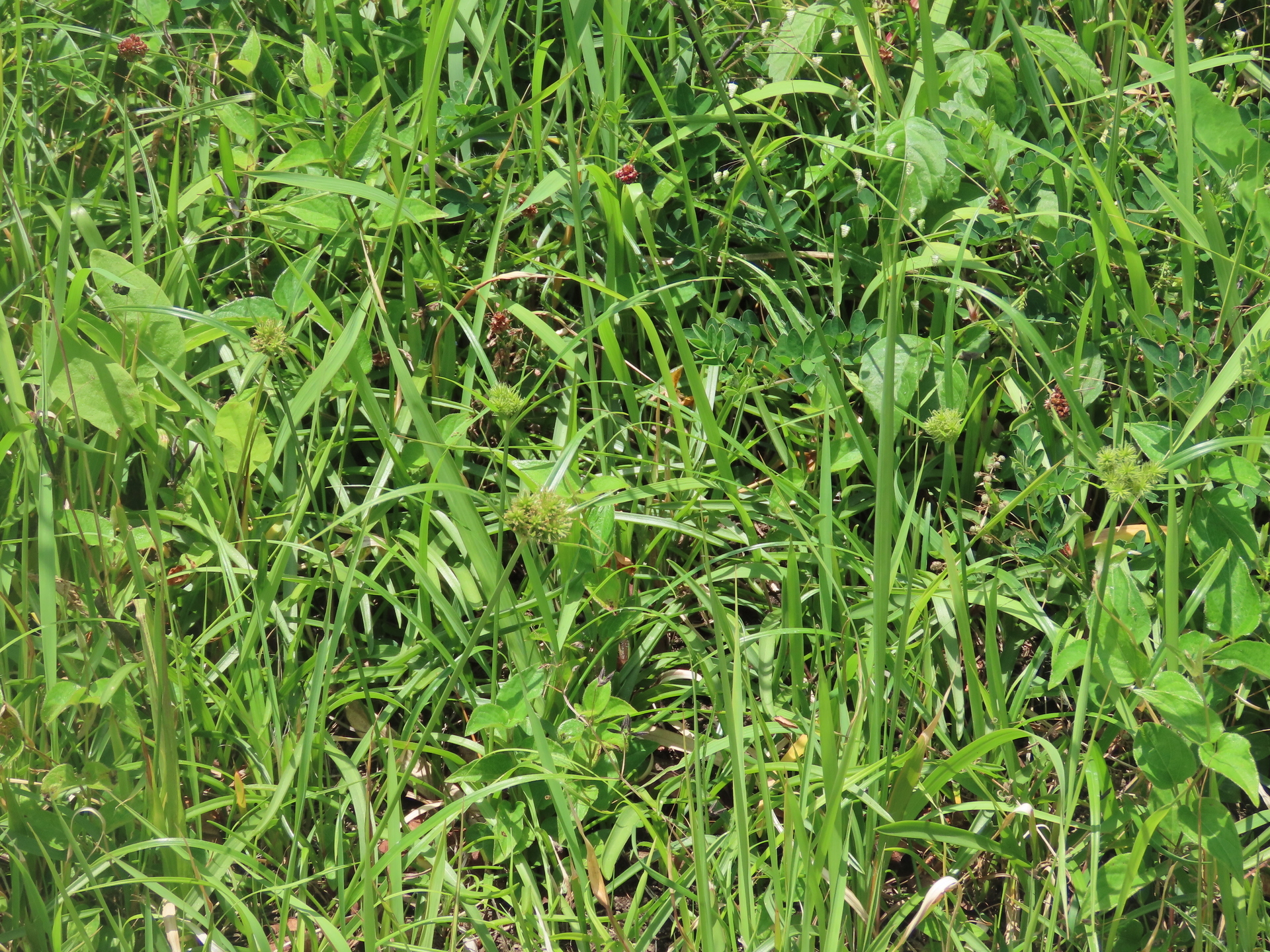 タマガヤツリの花: 怠け者の散歩道2