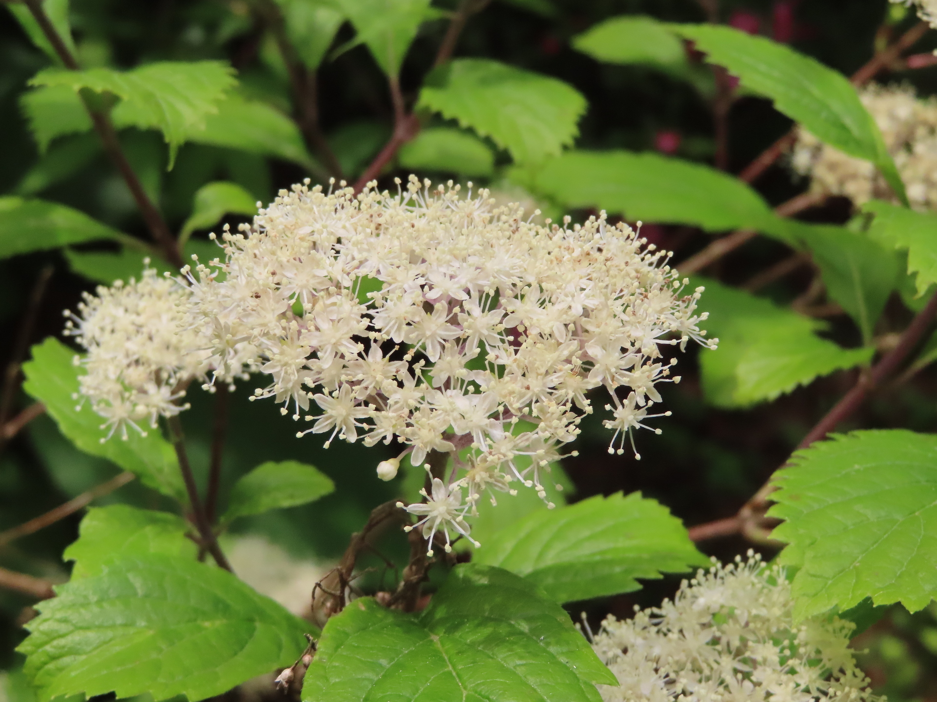 2023年6月8日に日光植物園で見た花など（その1）: 怠け者の散歩道2