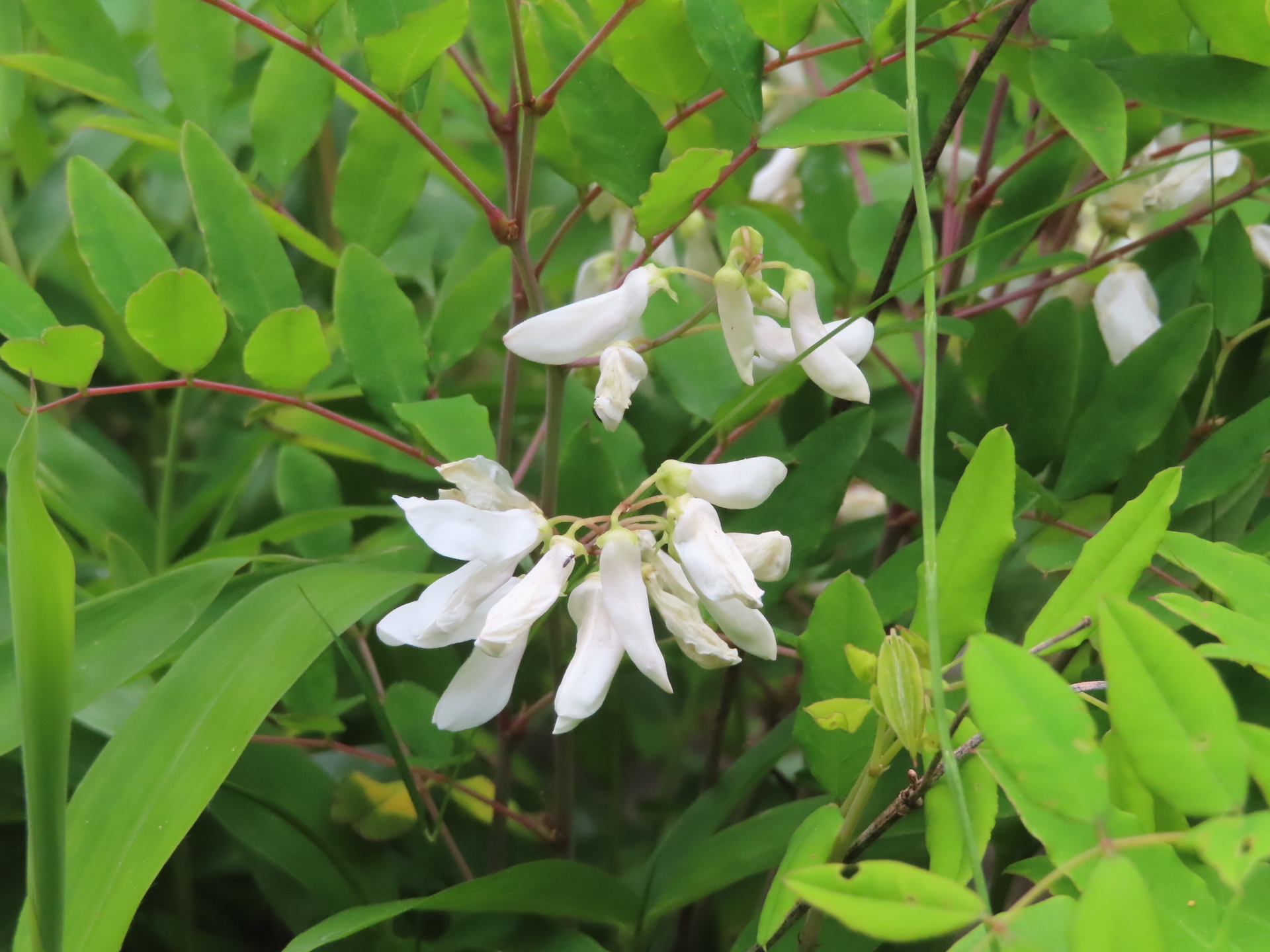 2023年6月8日に日光植物園で見た花など（その1）: 怠け者の散歩道2