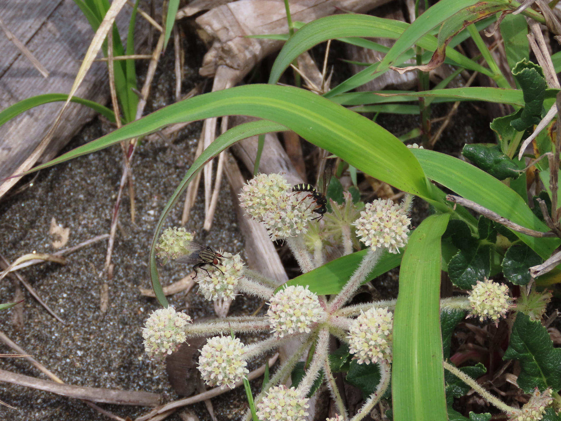 ハマボウフウにやってくる蜂や虻: 怠け者の散歩道2