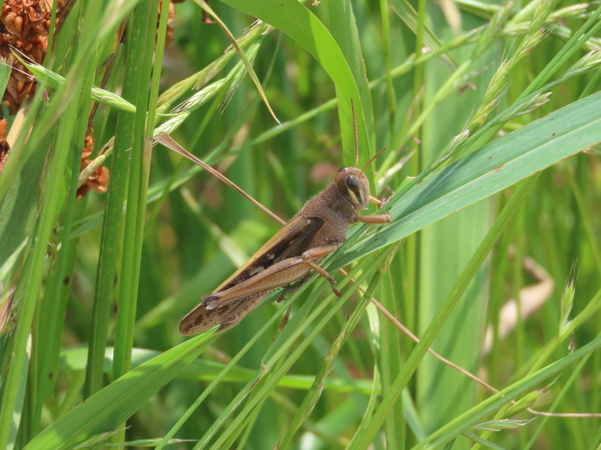 2025年6月2日に牛久市観光アヤメ園で見た虫など: 怠け者の散歩道2