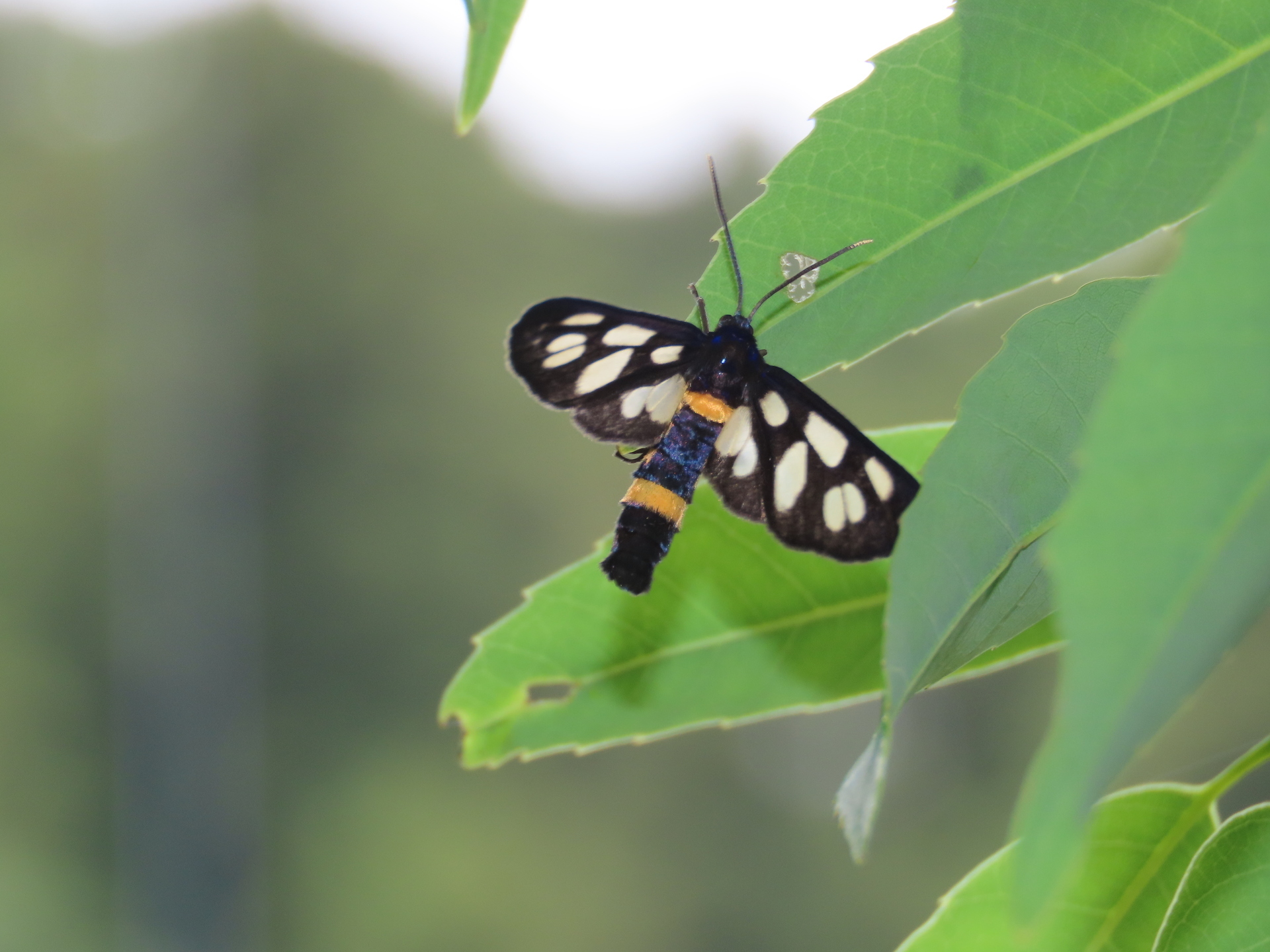 カノコガ: 怠け者の散歩道2