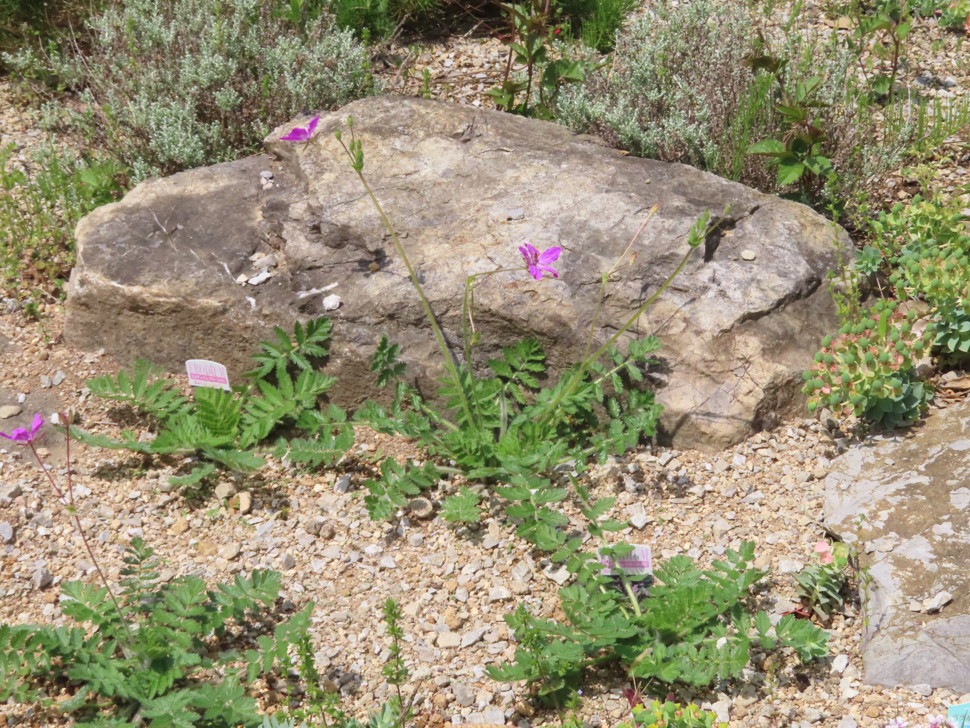 2023年4月20日につくば植物園で見た花（その4）: 怠け者の散歩道2