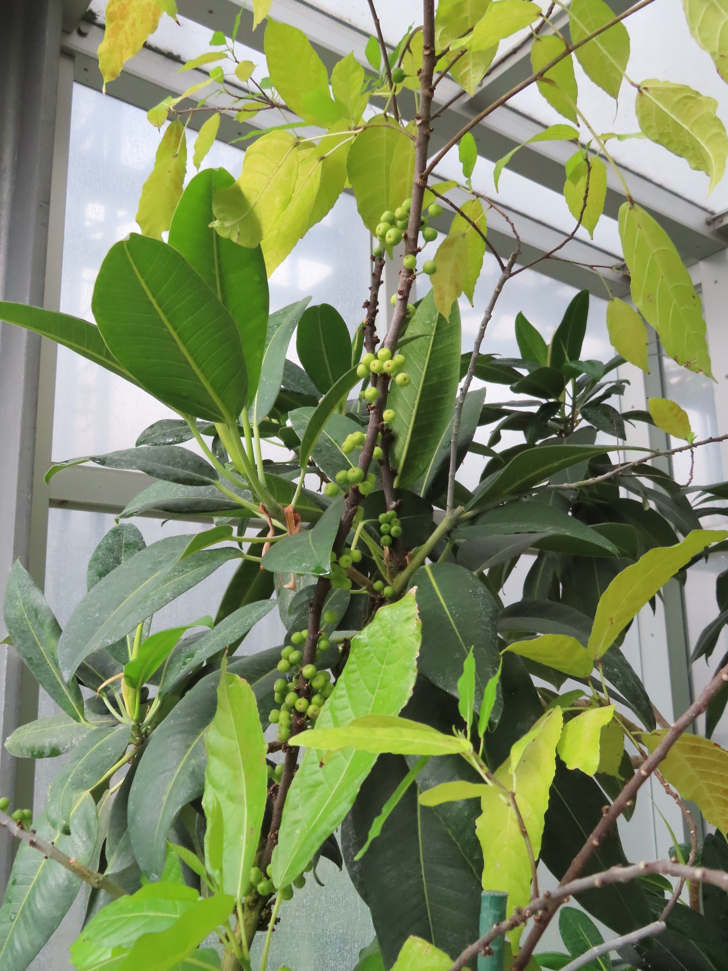 2023年2月17日につくば植物園で見た花（その4）: 怠け者の散歩道2