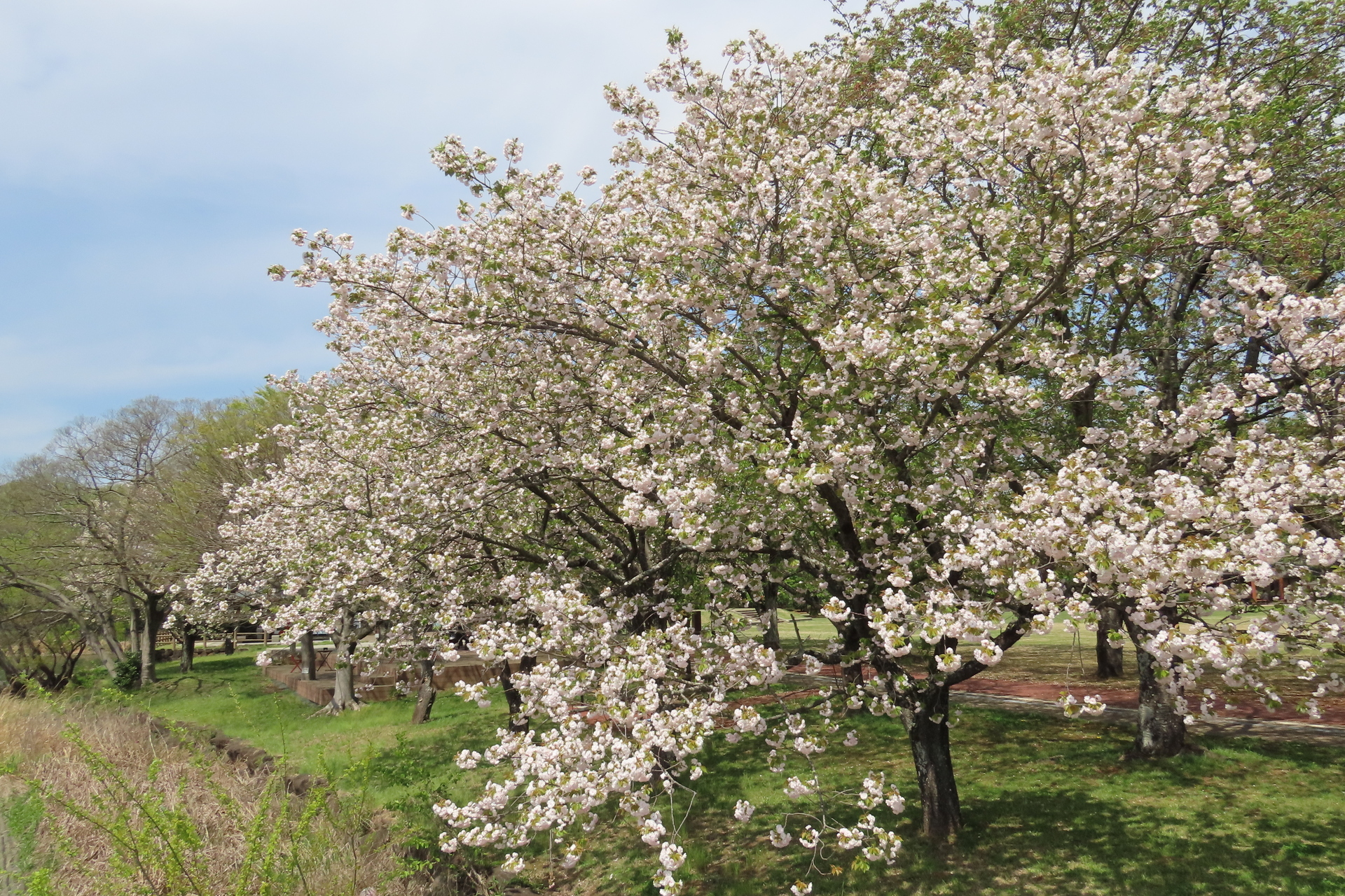 砂沼の桜: 怠け者の散歩道2