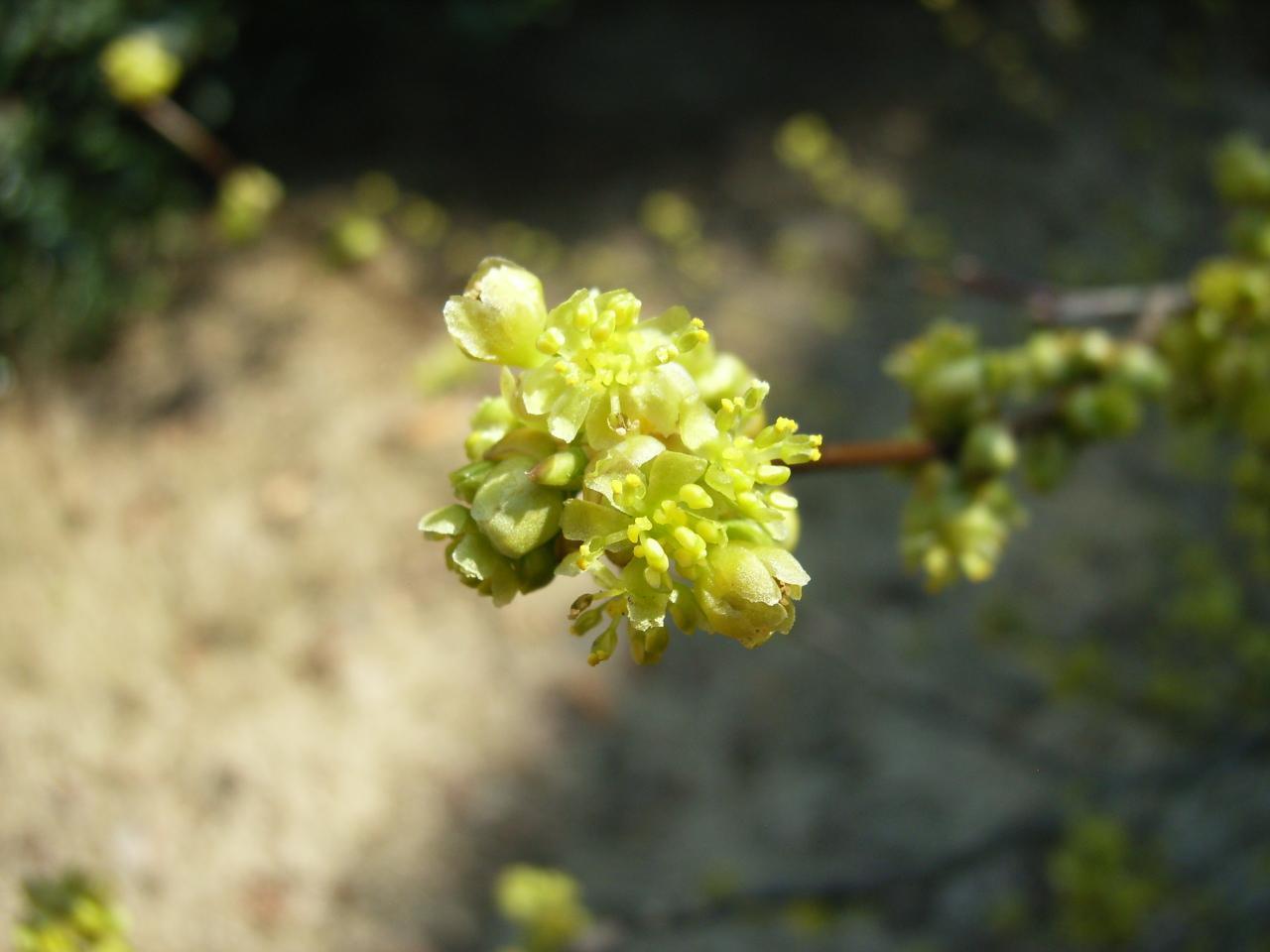 アメリカクロモジ（リンデラ・ベンゾイン）の雄花: 怠け者の散歩道2