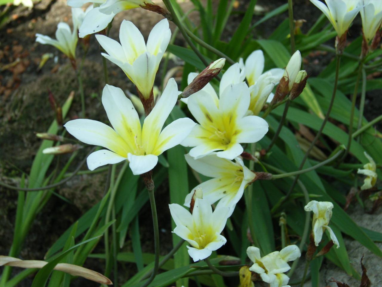 スイセンアヤメ（スパラクシス・トリコロル）: 怠け者の散歩道2